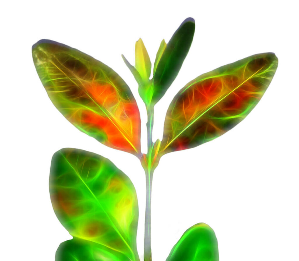 Did you know plants send out signals? - Vivent Biosignals