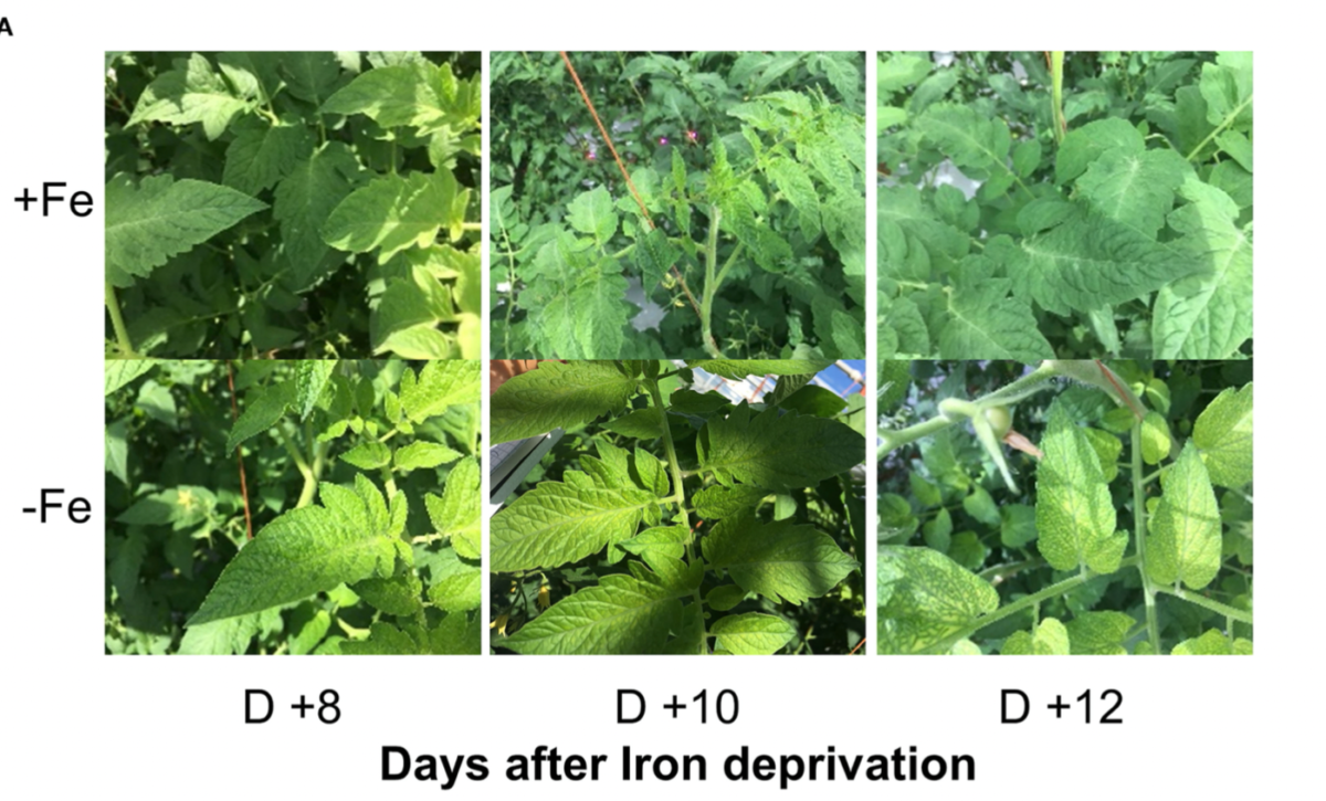 Early diagnosis of iron deficiency in crops - Vivent Biosignals