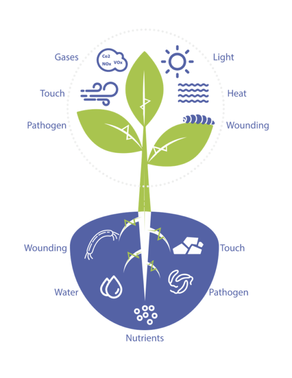 How Plants Communicate? Plant Electrophysiology | Vivent Biosignals