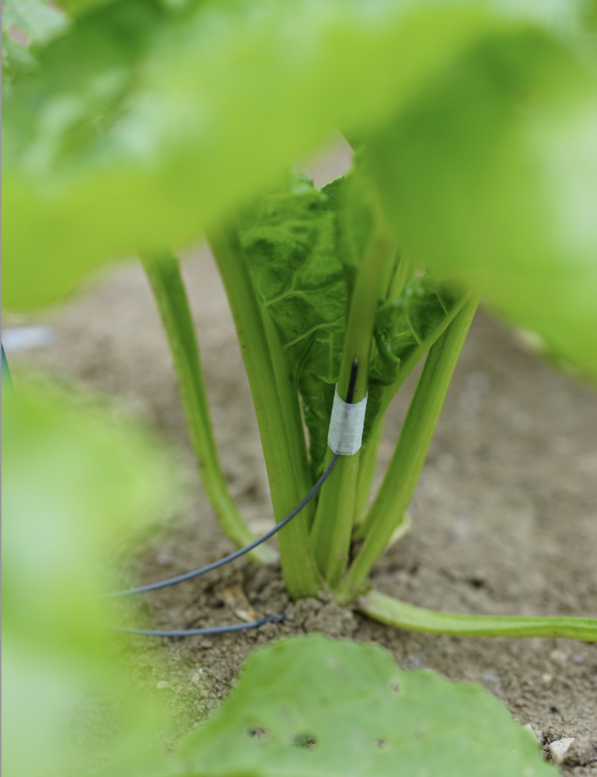 How plant driven technology works - Vivent Biosignals