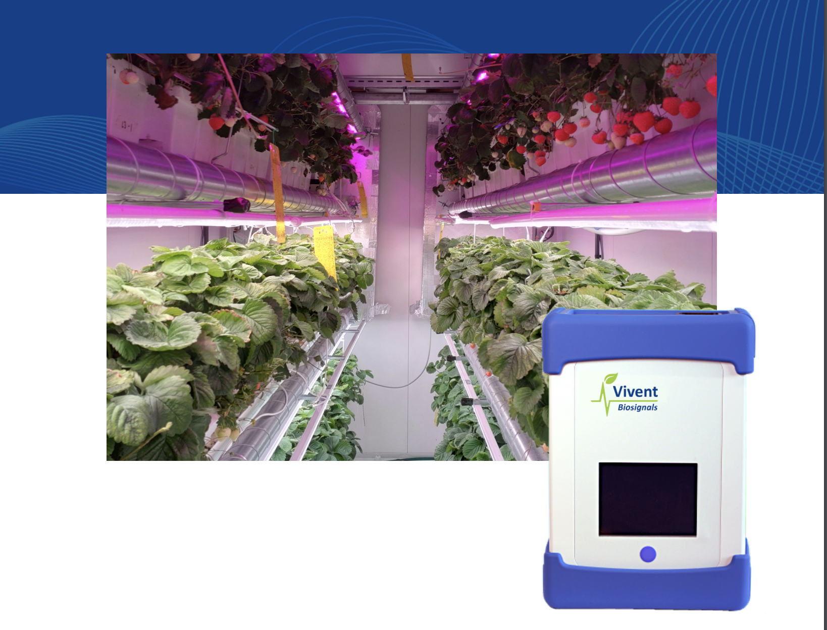 Preventing Strawberry leaf tip burn with real-time plant monitoring ...