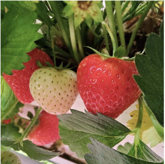 Preventing Strawberry leaf tip burn with real-time plant monitoring ...